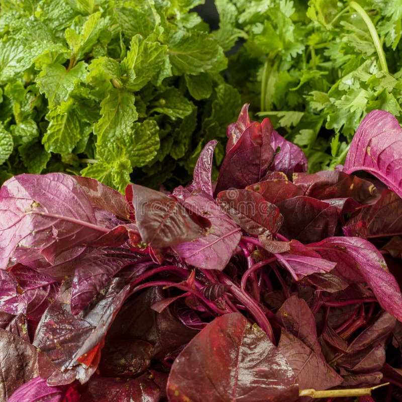 A Bunch of Mint Leaves, Coriander Leaves and Amaranth Red Spinach Stock ...