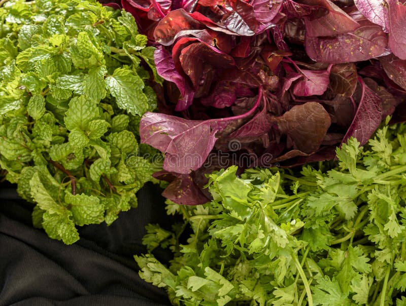 A Bunch of Mint Leaves, Coriander Leaves and Amaranth Red Spinach Stock ...