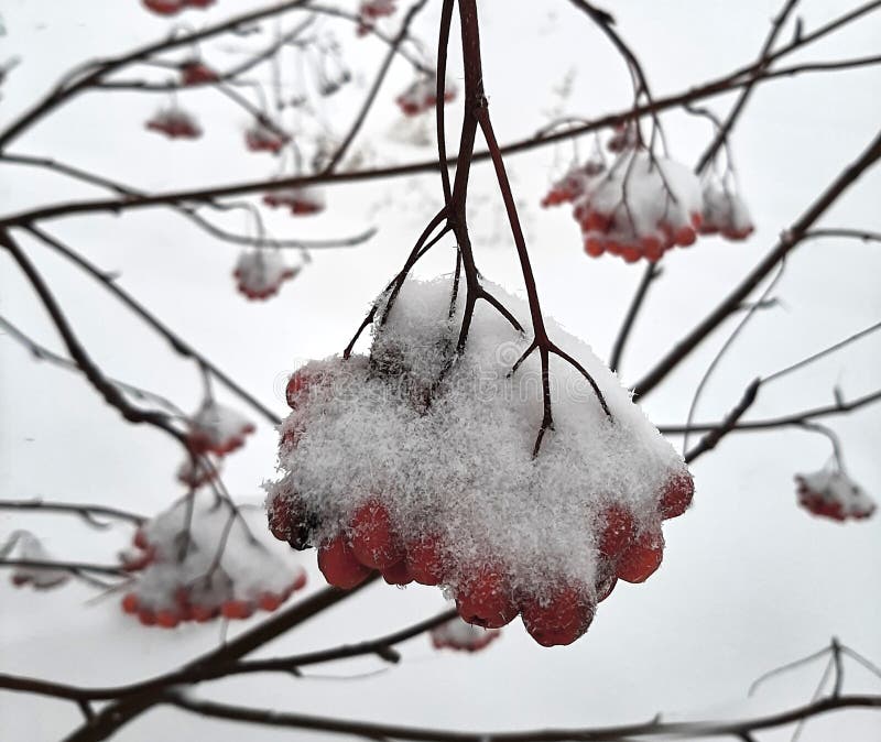 A Bunch of Mountain Ash Covered with Fluffy First Snow. Stock Image ...