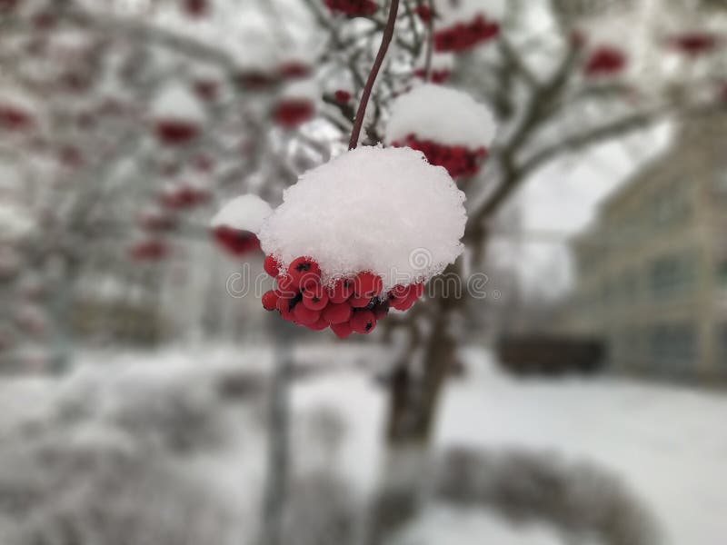 Bunch of Mountain Ash Covered with Snow on a Blurry Background. Stock ...