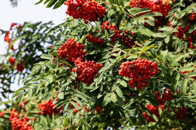 A Bunch of Mountain Ash among the Green Foliage Stock Image - Image of ...