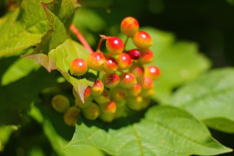 Bunch of Mountain Ash on a Tree Branch on a Sunny Day Stock Image ...