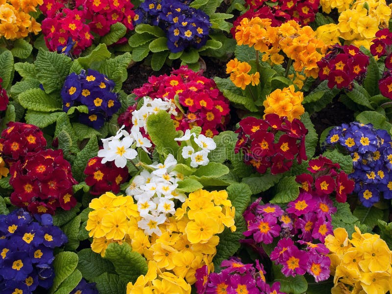 Bunch of Multi Colored Flowers Arranged Together Stock Photo - Image of ...