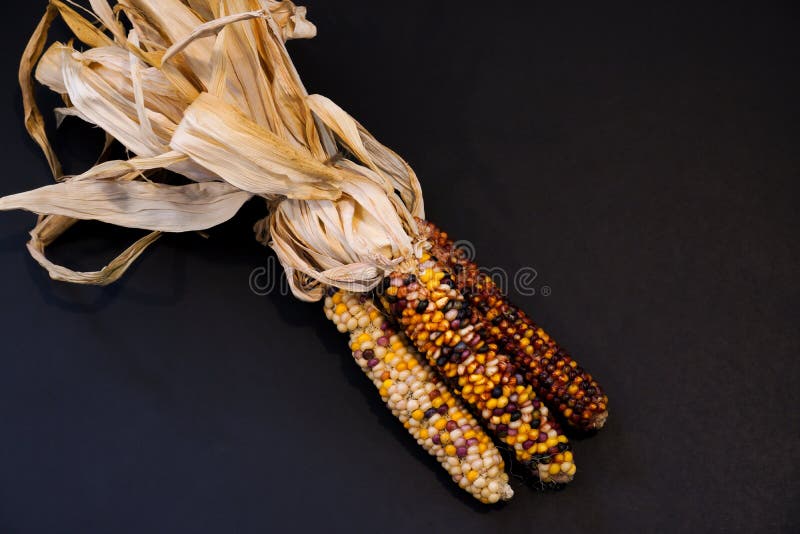Corn Tied with Ribbon Isolated on White Stock Photo - Image of nature ...