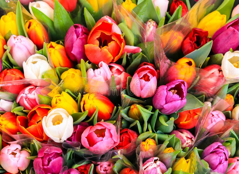 Multicolored Bunch Of Tulips Stock Image - Image of dutch, fondness: 777327