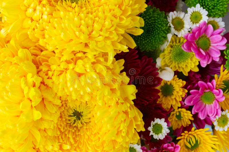 Bunch of mum flowers stock photo. Image of flora, beautiful - 57417266