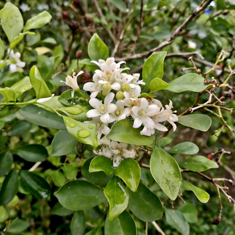 A Bunch of Murraya Paniculata or "Kemuning" Flowers Stock Image - Image ...