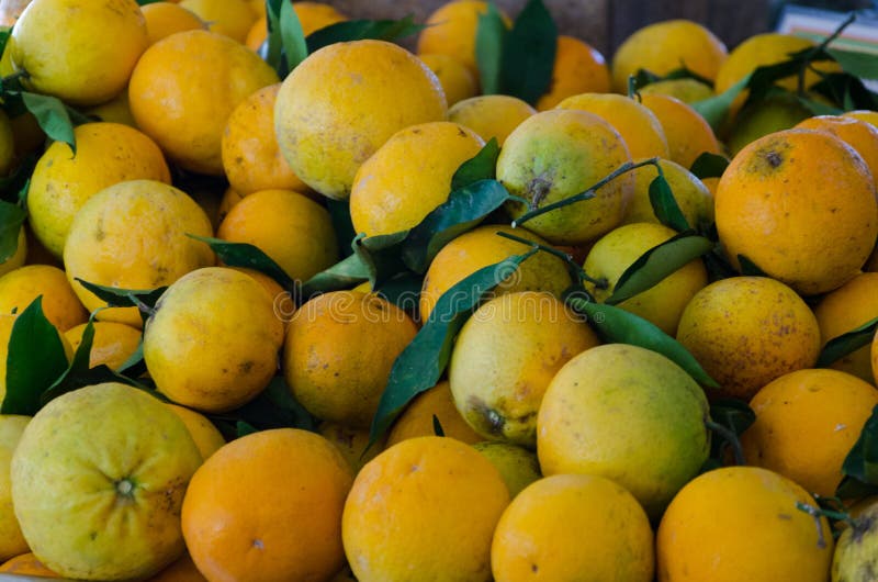 Bunch of Natural and Fresh Oranges Stock Image - Image of market ...