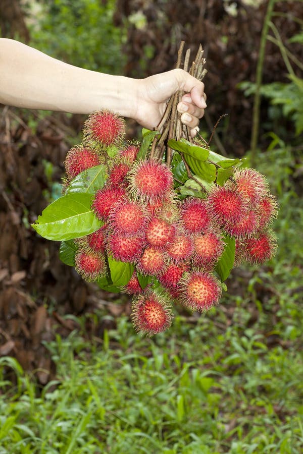 Negrito stock image. Image of dessert, asia, organic - 19975343