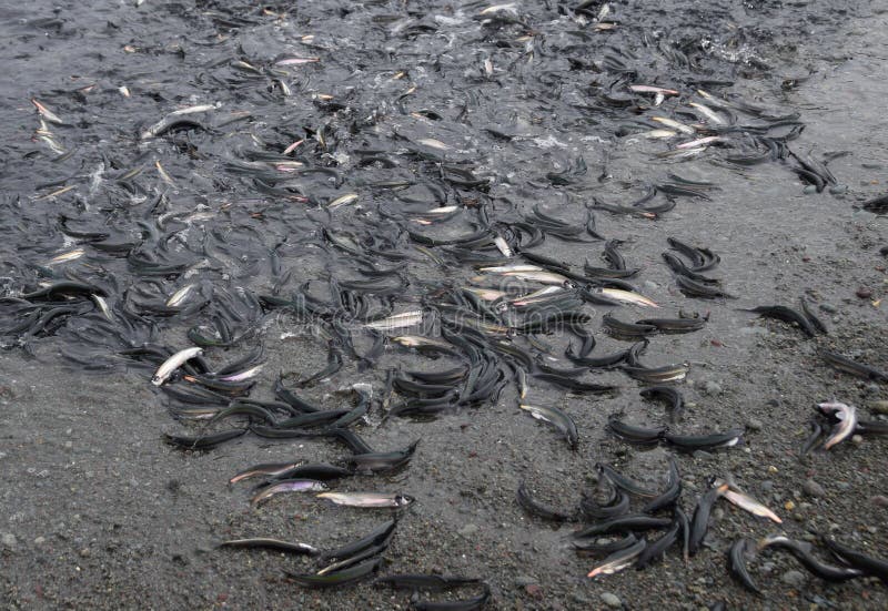 Bunch of Newfoundland Caplin during Spawning Stock Photo - Image of ...