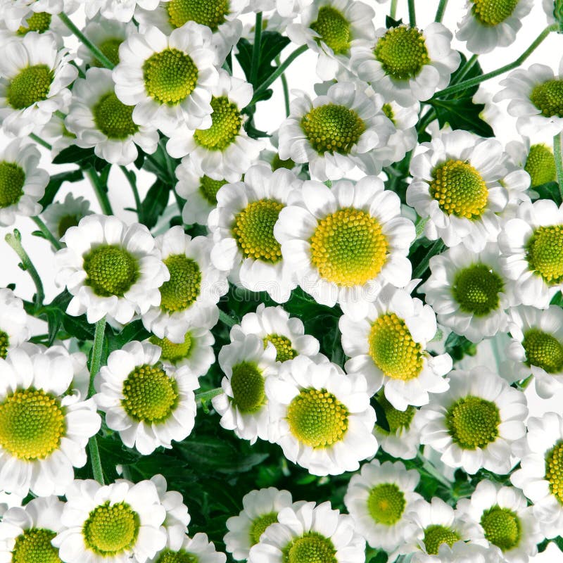 Bunch of Nice Small Daisies Stock Photo - Image of texture, daisy: 22786644