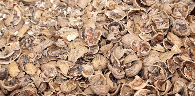 Bunch of Nut Shells without the Kernel Stock Photo - Image of nutshell ...