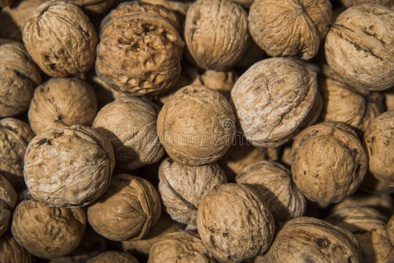 Walnuts stock photo. Image of nutshell, food, walnuts - 146928962
