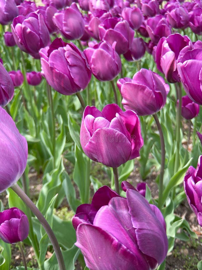 Bunch Og Violet Tulip in a Garden. Parco Sigurtà, Valeggio Sul Mincio ...