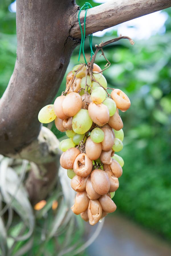 Bunch of Old Grapes Holding in Branch Tree Stock Image - Image of ...