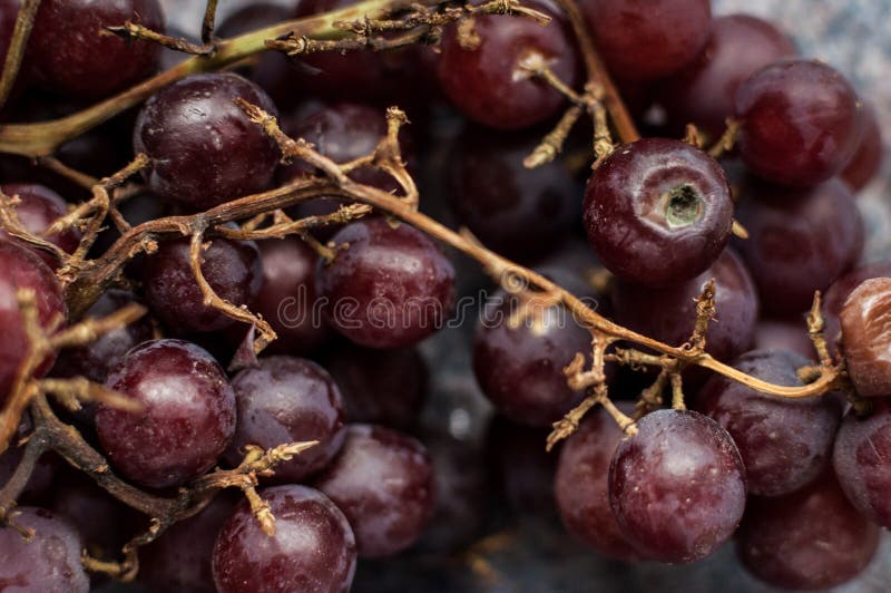 A Bunch of Old Grapes, Some Going Mouldy Stock Image - Image of white ...