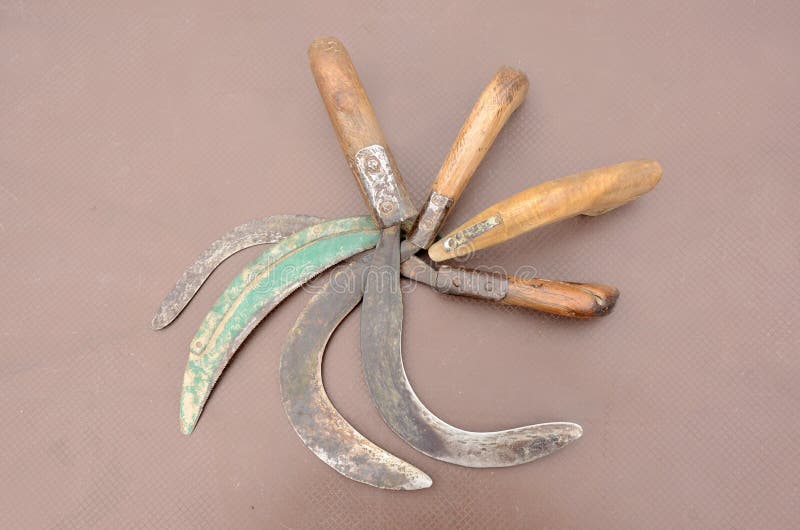 Bunch the Old Paddy Cutting Curves Decorative on the Brown Background ...