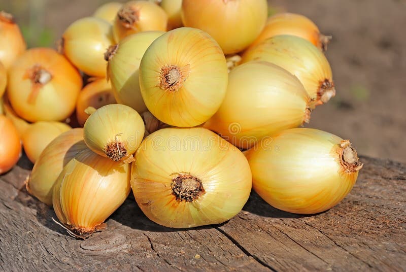 Bunch of onion stock photo. Image of brown, decorative - 44665572
