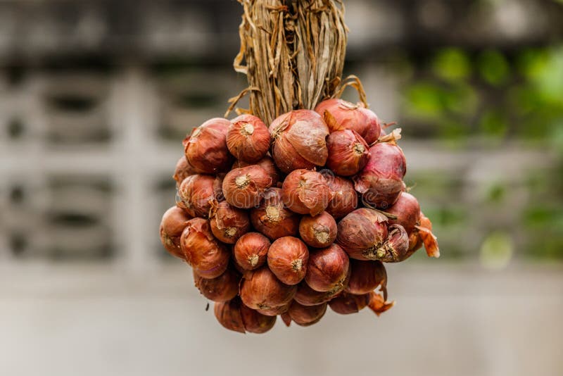 Bunch Onions Clump Colorful Stock Photos - Free & Royalty-Free Stock ...