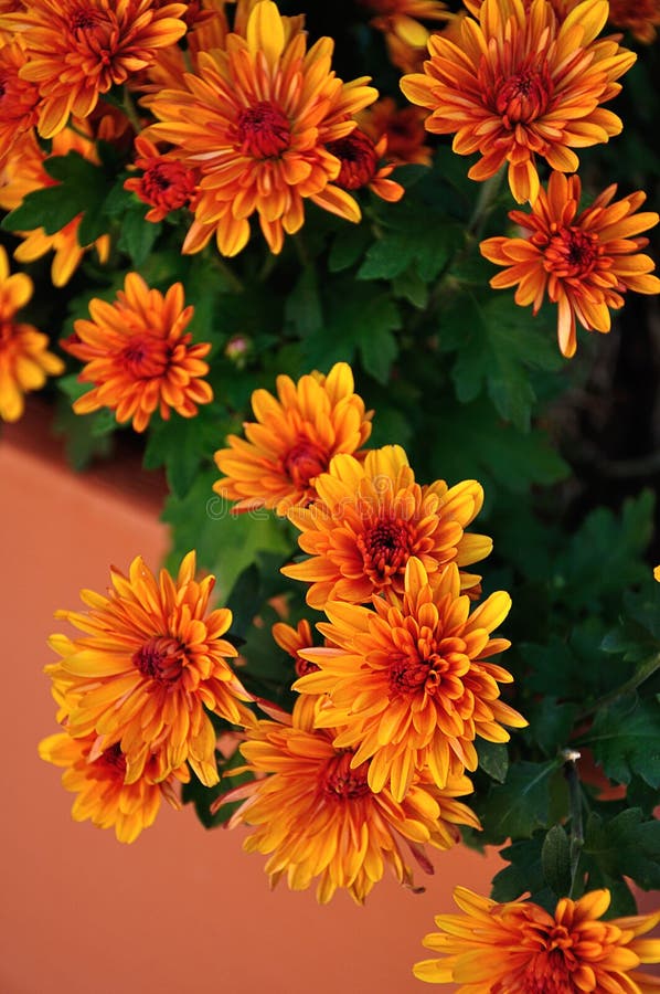 A bunch of orange asters stock photo. Image of nature - 151794768
