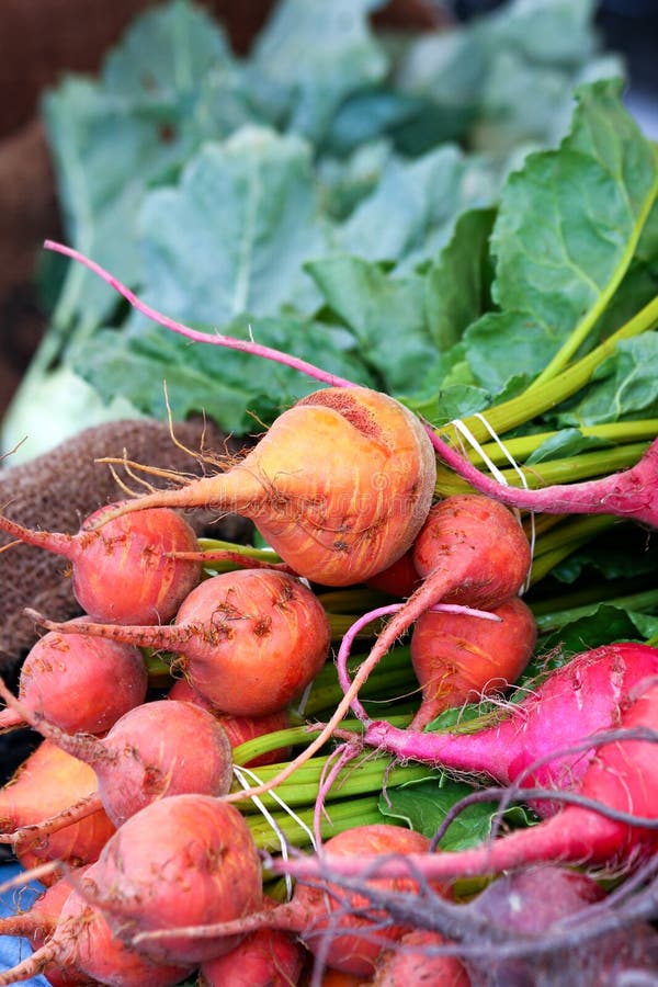 Bunch of Orange Beets stock photo. Image of ingredients - 45459084