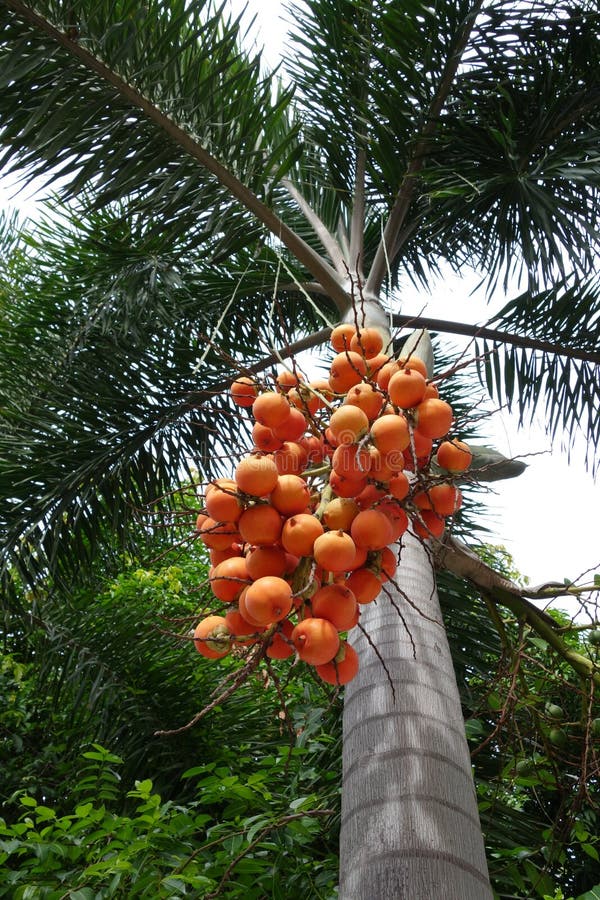 Bunch of Orange Color Palm Fruits Stock Image - Image of closeup ...