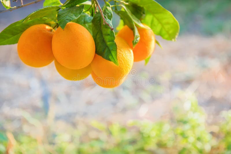 Bunch of Orange Fruits on a Tree in Orange Grobw with Cope Space Stock ...