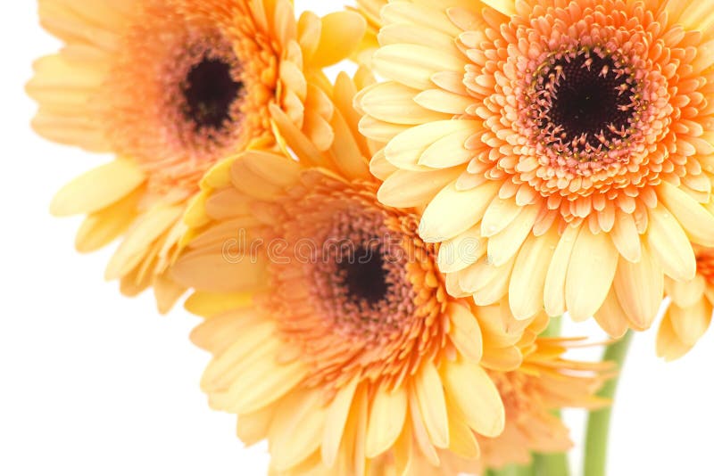 Bunch of Orange Gerbera Daisies Stock Photo - Image of corolla ...