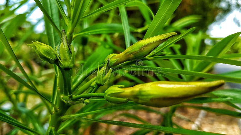 Orange Oleander Thevetia Peruviana Against a Clear Blue Sky Stock Image ...