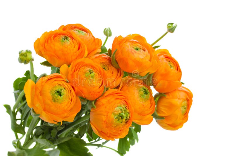 Orange ranunculus bouquet stock photo. Image of flowers - 30991868