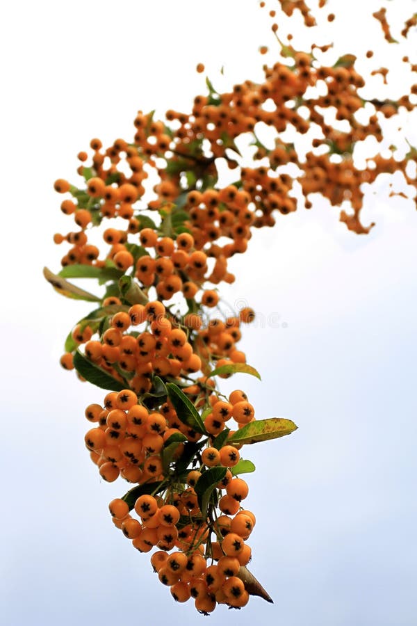 Bunch of Orange Ripe Berries Stock Photo - Image of juicy, berries ...