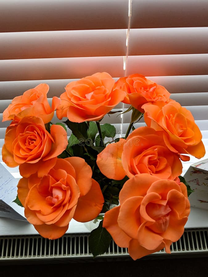 Orange roses stock image. Image of green, stems, nature - 156728751