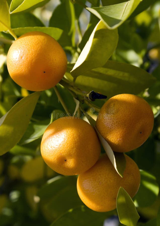 Bunch of Oranges stock image. Image of bunch, orange - 62703299