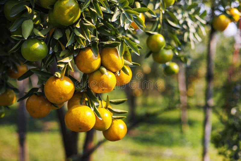 Bunch of Oranges Hanging from a Tree. the Oranges are Ripe and Ready To ...