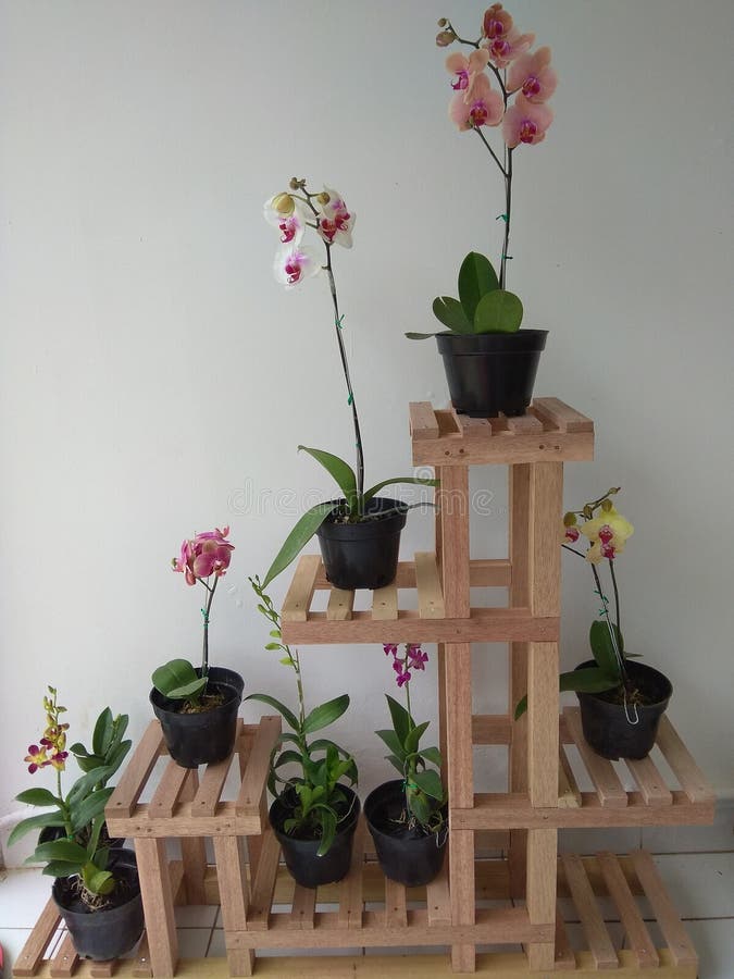 A Bunch of Orchids on a Shelf Stock Image - Image of flower, shelf ...