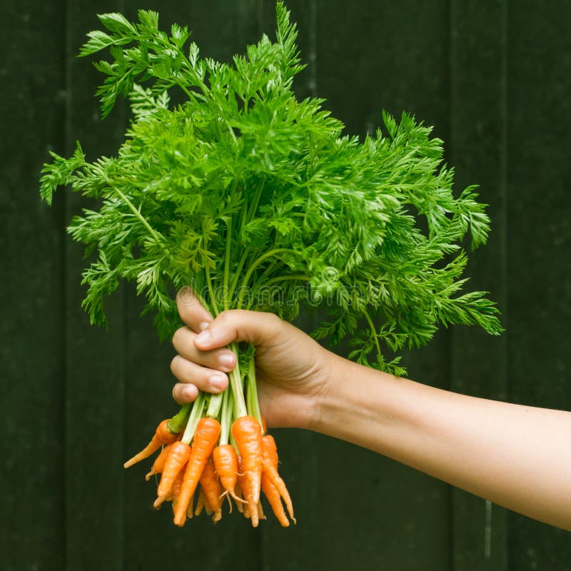 Bunch of Organic Baby Carrots. Stock Photo - Image of healthy, holding ...