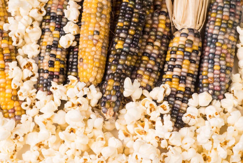 Bunch of Organic Dried Multicolored Corn on the Cob with Already Popped ...