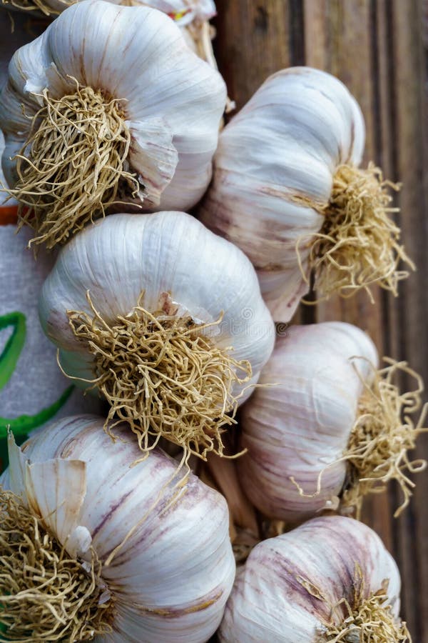 Organic Natural Fresh Dried Ripe Garlic Stock Image - Image of taste ...