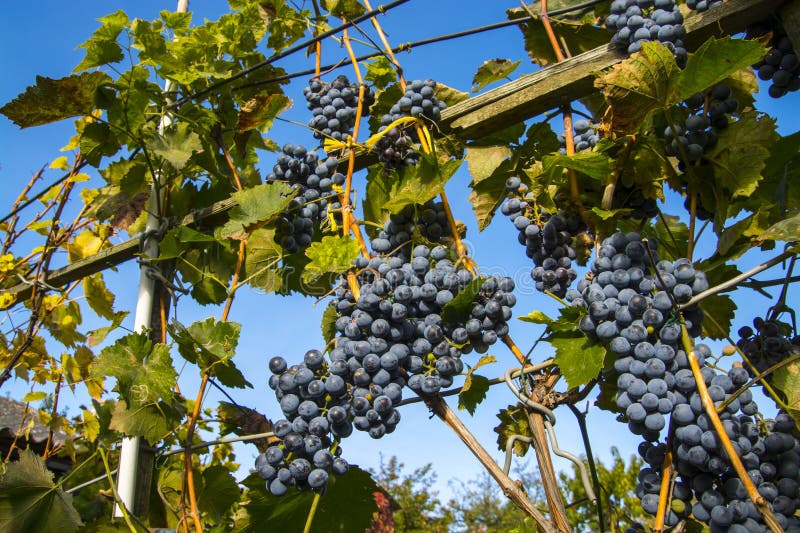 Bunch of Othello Grapes in October Stock Photo - Image of grape ...