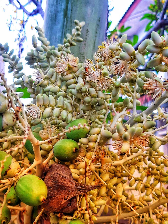 Bunch of oval fruit stock photo. Image of crop, flower - 248235418