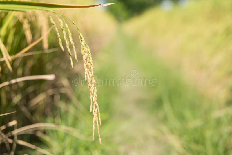 A bunch of paddy stock photo. Image of plant, cereal - 71675176
