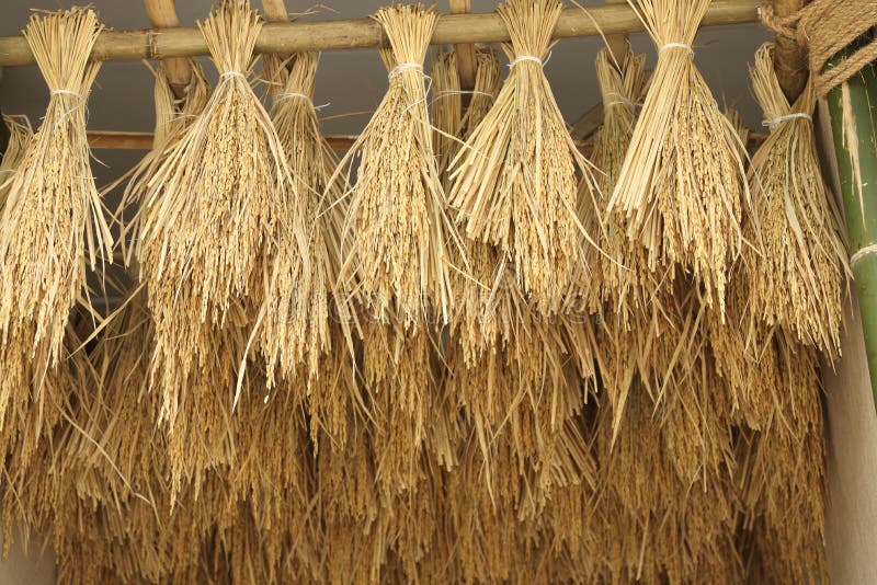 A Bunch of Paddy Rice Hang Up for Background Stock Image - Image of ...