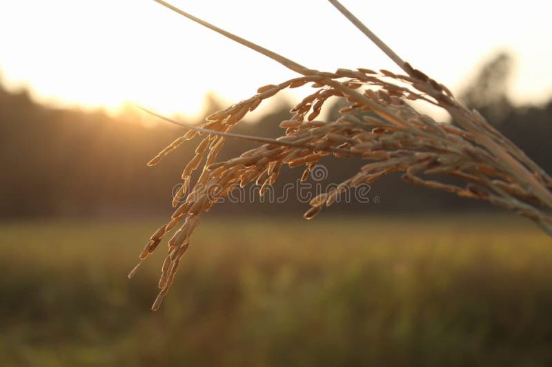 Grain Paddy at the Time of Cultivation. Stock Image - Image of flower ...