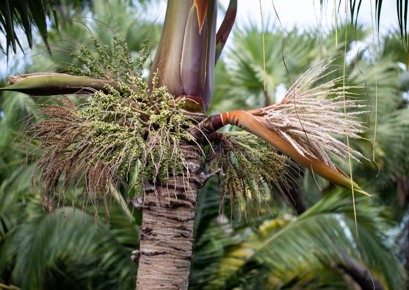 Palm Tree Bunch Of Flower Buds Stock Photo - Image of palm, buds: 138443482