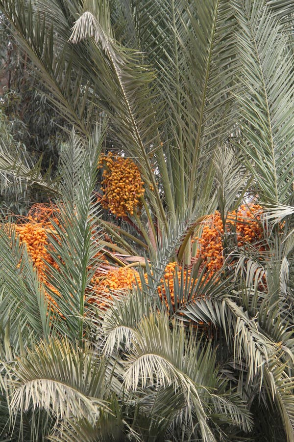 Palm trees with dates stock photo. Image of palm, bunch - 110078816