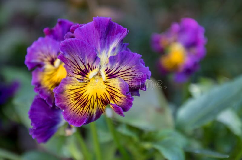 A Bunch Pansy Flowers in Bloom Stock Photo - Image of macro, floweret ...