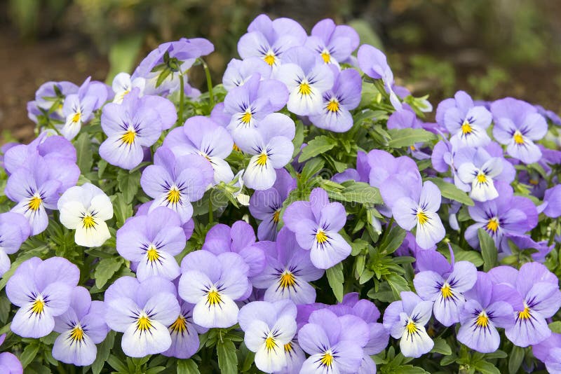 Bunch of Pansy Flowers stock image. Image of bunch, viola - 30697283