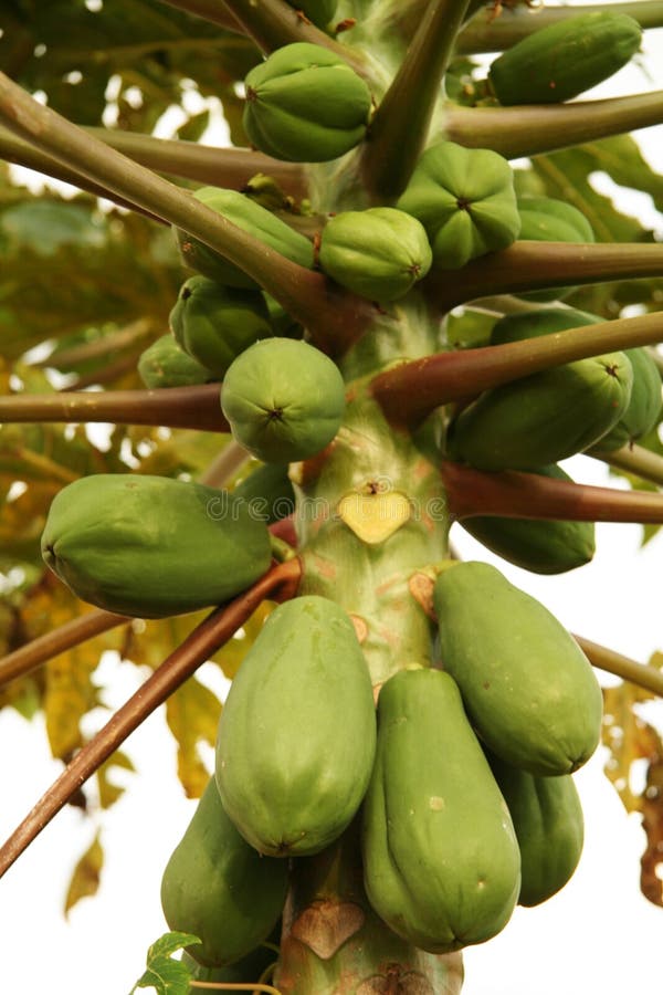 Bunch of papayas on a tree stock photo. Image of tree - 31259600