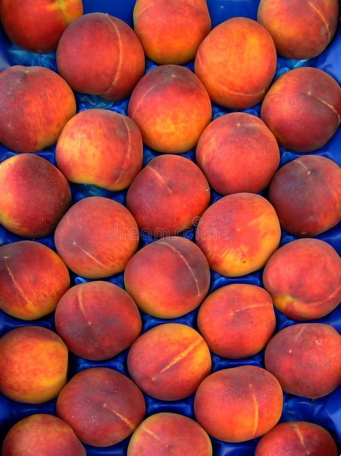 A Bunch of Peaches Hanging from a Tree Stock Image - Image of ripe ...