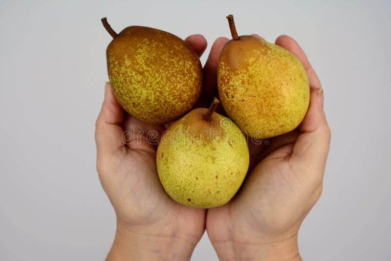 Bunch of Pears Held in Hands Stock Photo - Image of element ...